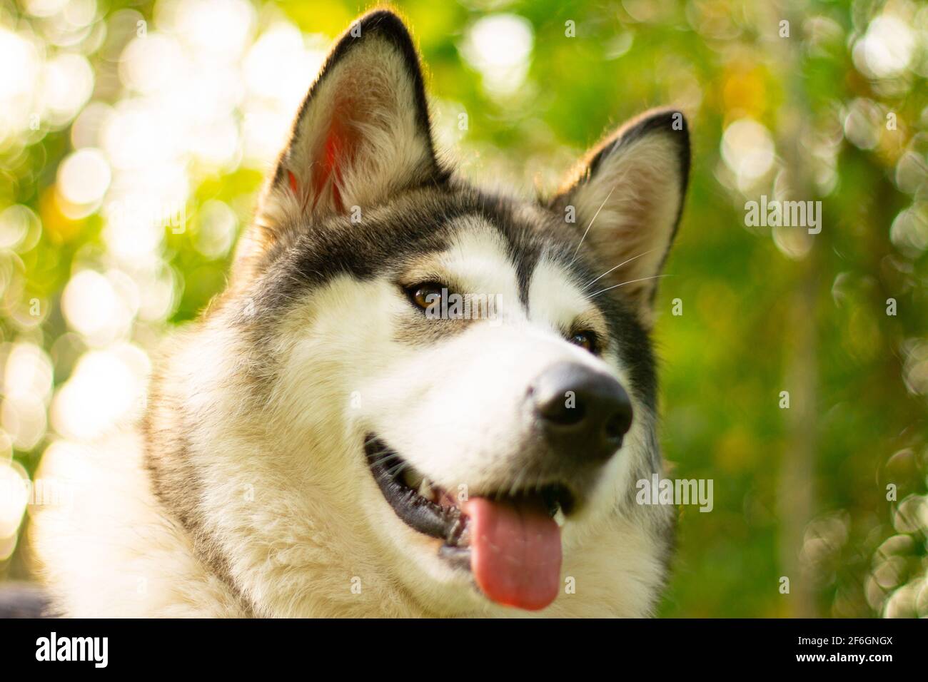 Beautiful young dog of breed Alaskan Malamute lying in the rays of the ...