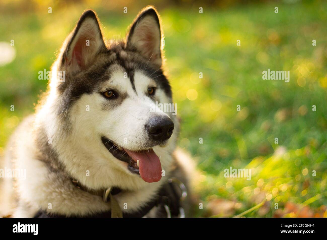 Beautiful young dog of breed Alaskan Malamute lying in the rays of the ...