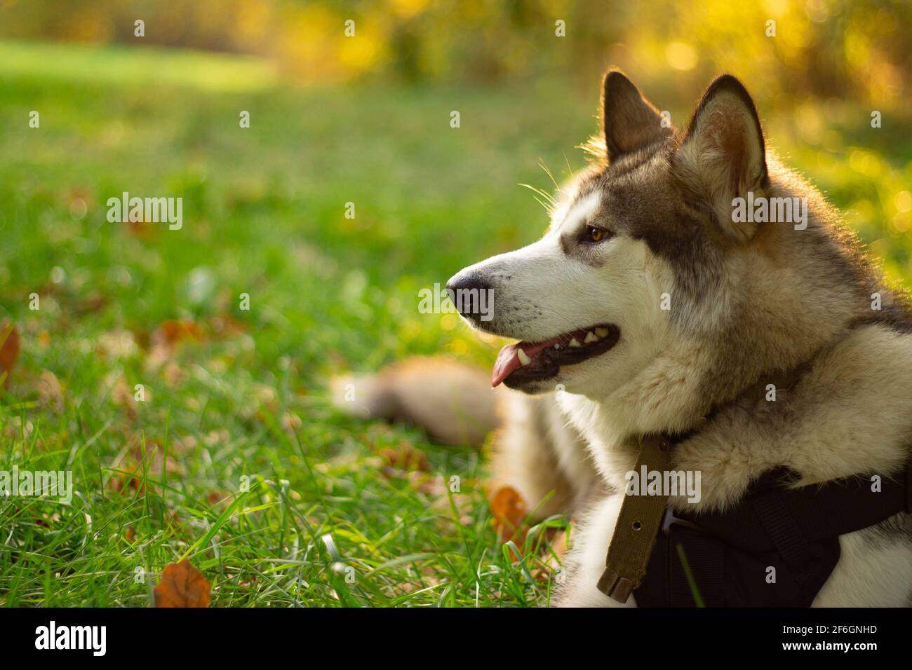 Beautiful young dog of breed Alaskan Malamute lying in the rays of the ...