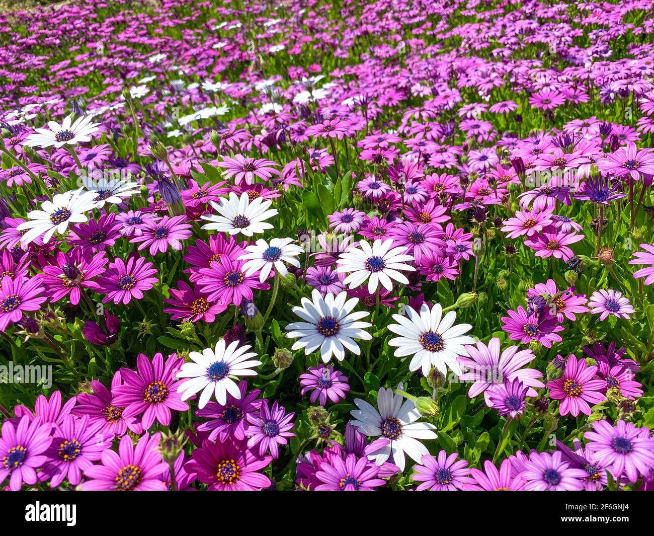 Blooming Cape Marguerite African daisy purple flowers on green ...