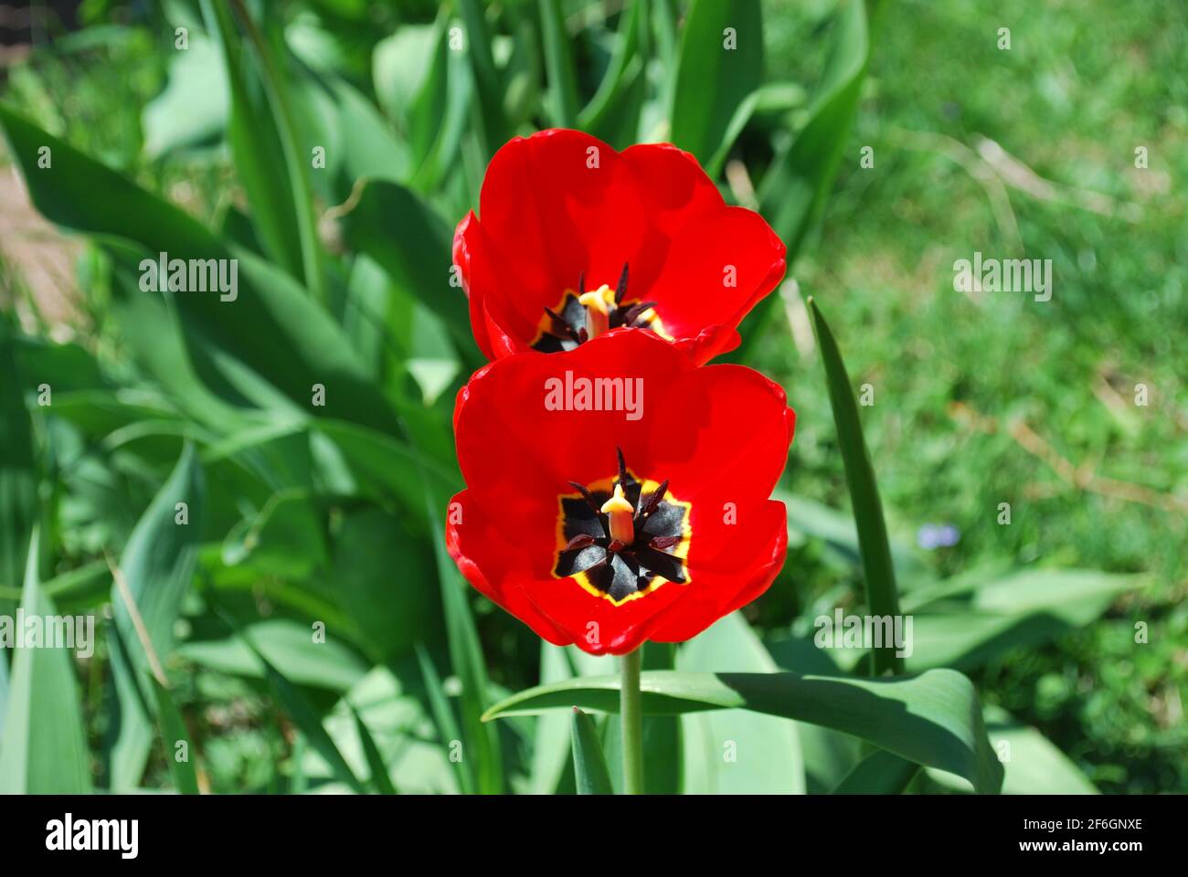 Open tulips hi-res stock photography and images - Alamy