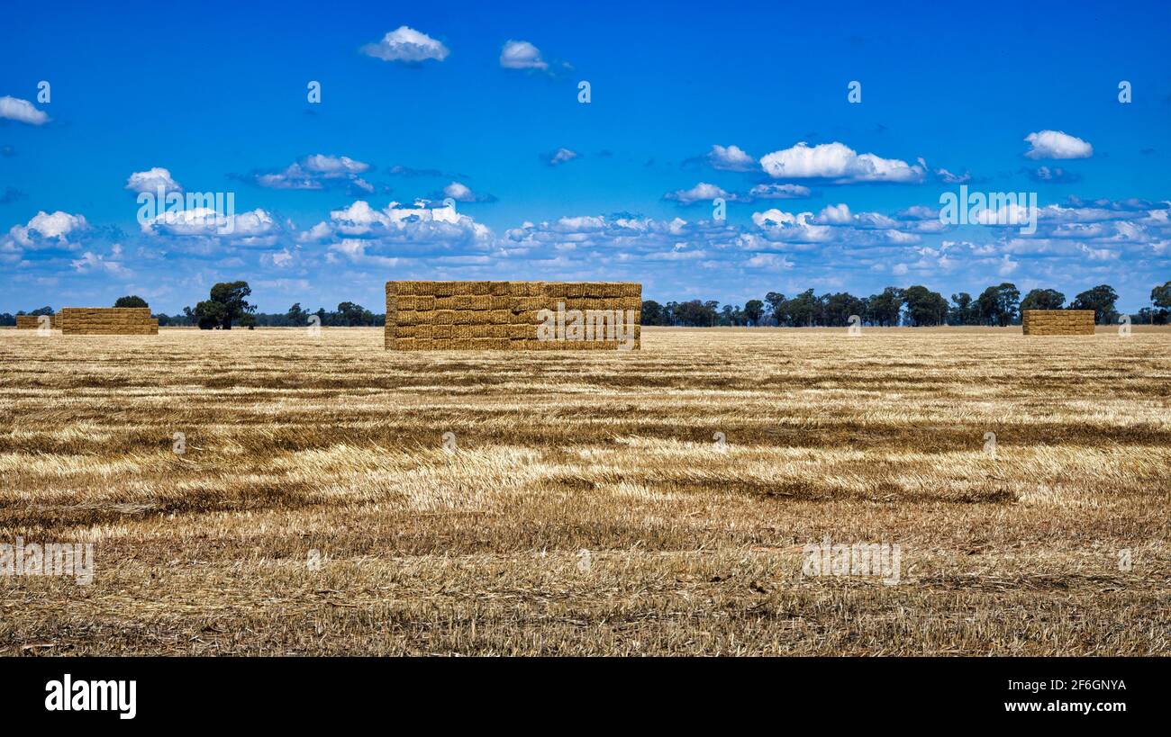 Large Hay Bale Stacks in a Field Near Savernake Stock Photo - Alamy