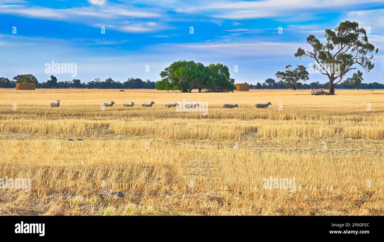 Sheep Walking in a Wheat Stubble Paddock Stock Photo - Alamy