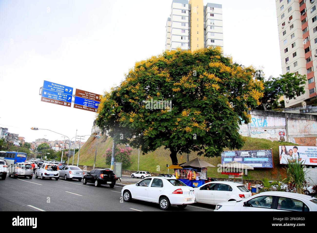 salvador, bahia, brazil - december 4, 2020: canafistula peltophorum ...