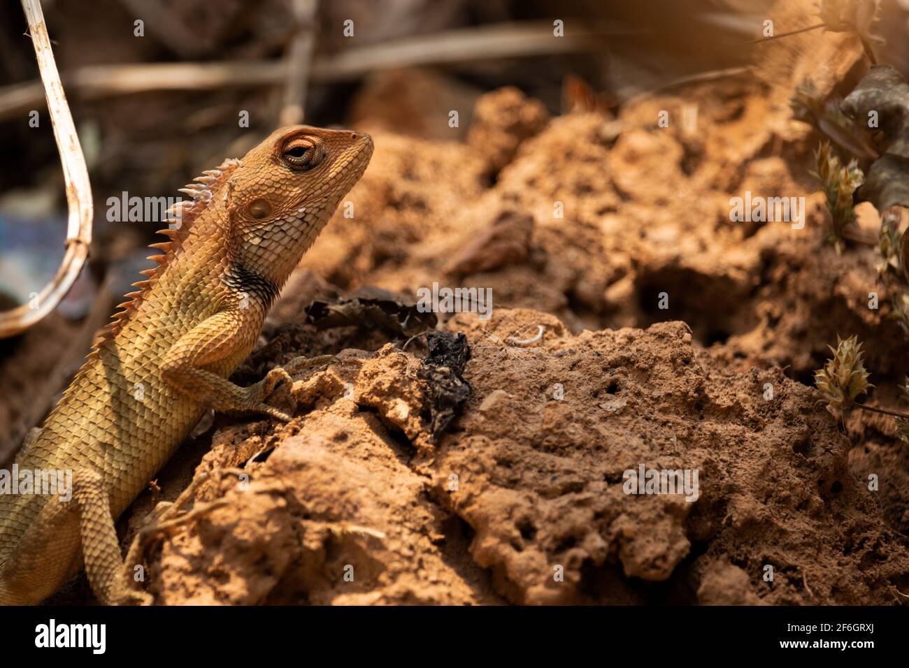 Lizard on the muddy soil and enjoying the sun while searching for its ...