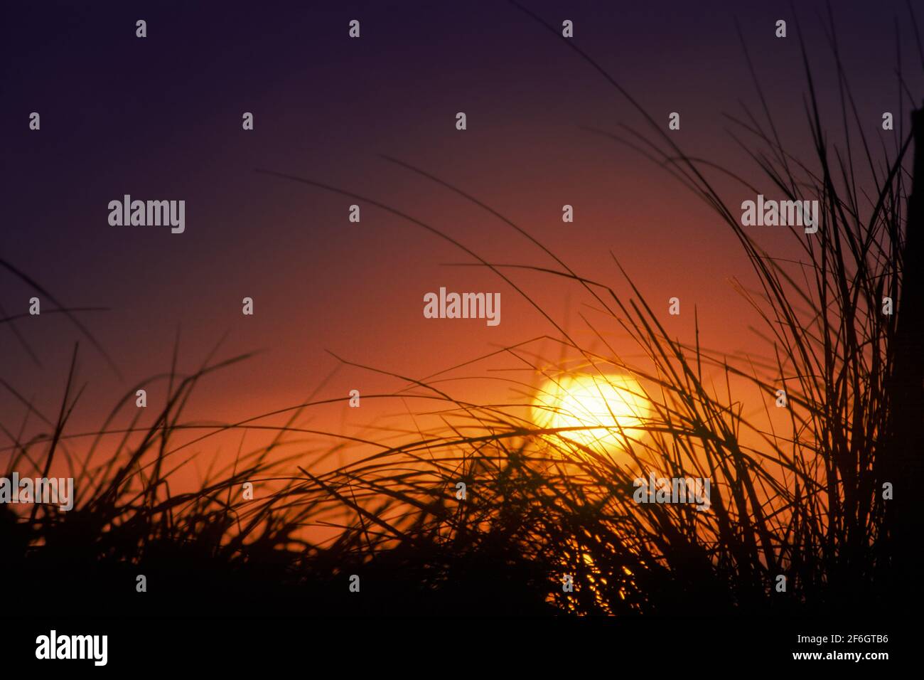Sunset through dune grass, Cape Cod, MA USA Stock Photo - Alamy