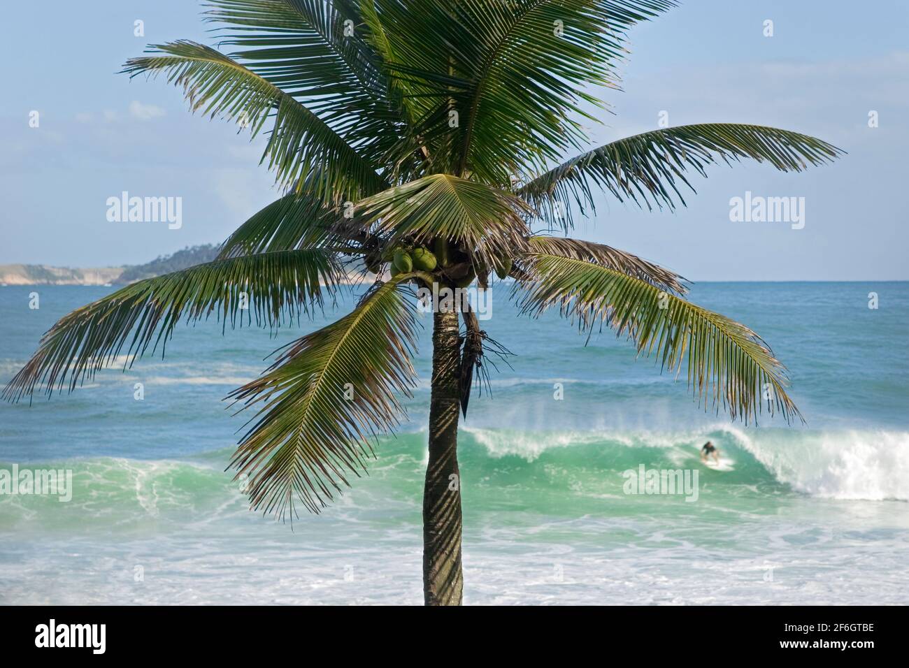 Solo palm tree hi-res stock photography and images - Alamy