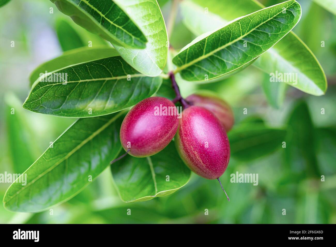 Carunda, Karonda or Carissa carandas Linn tree, herbal healty fruit ...
