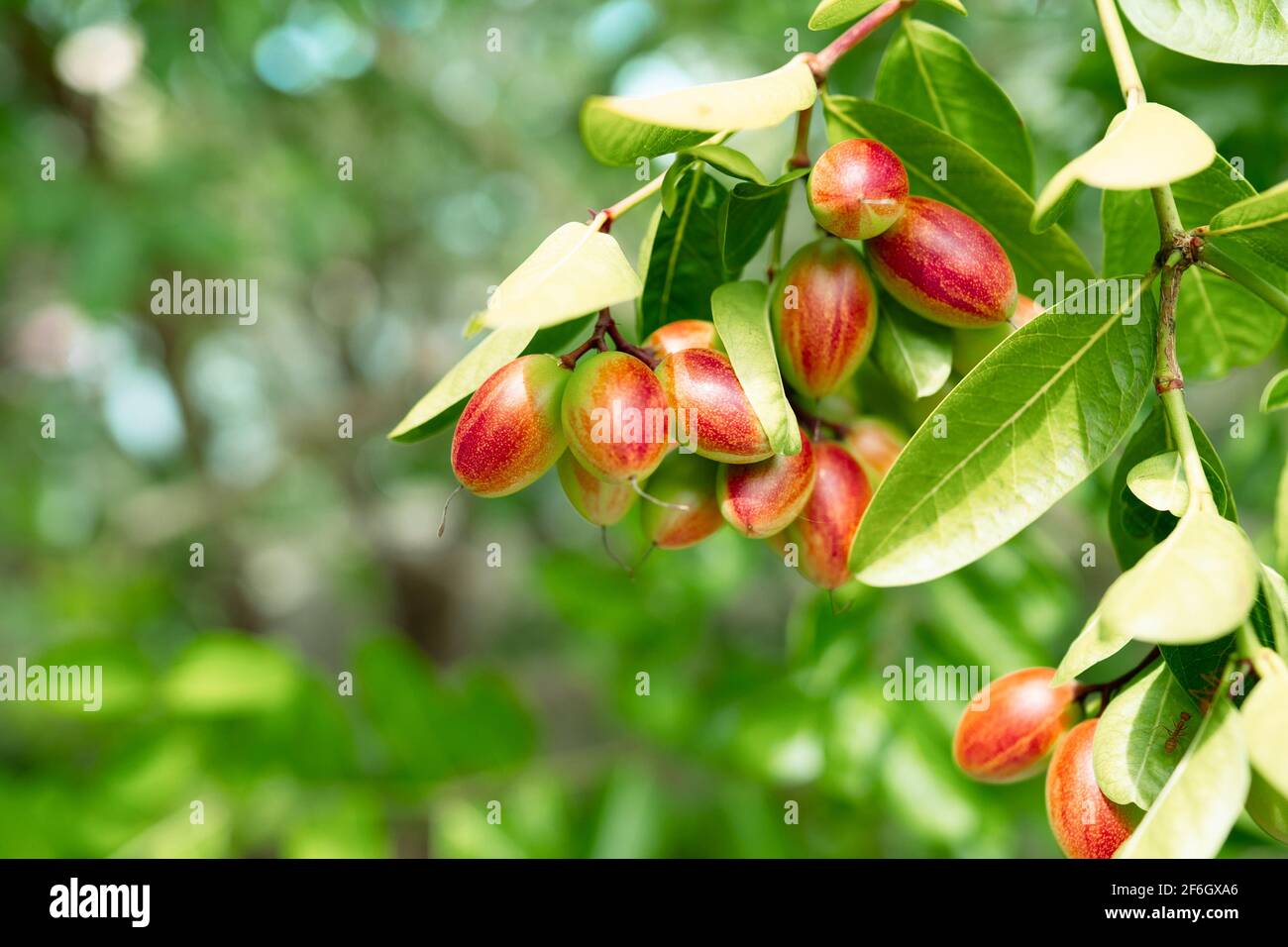 Carunda, Karonda or Carissa carandas Linn tree, herbal healty fruit ...