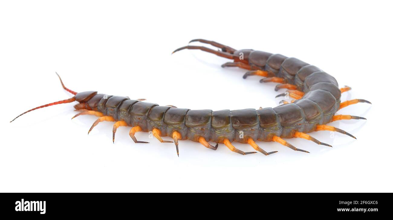 Centipede isolated on white background hi-res stock photography and ...