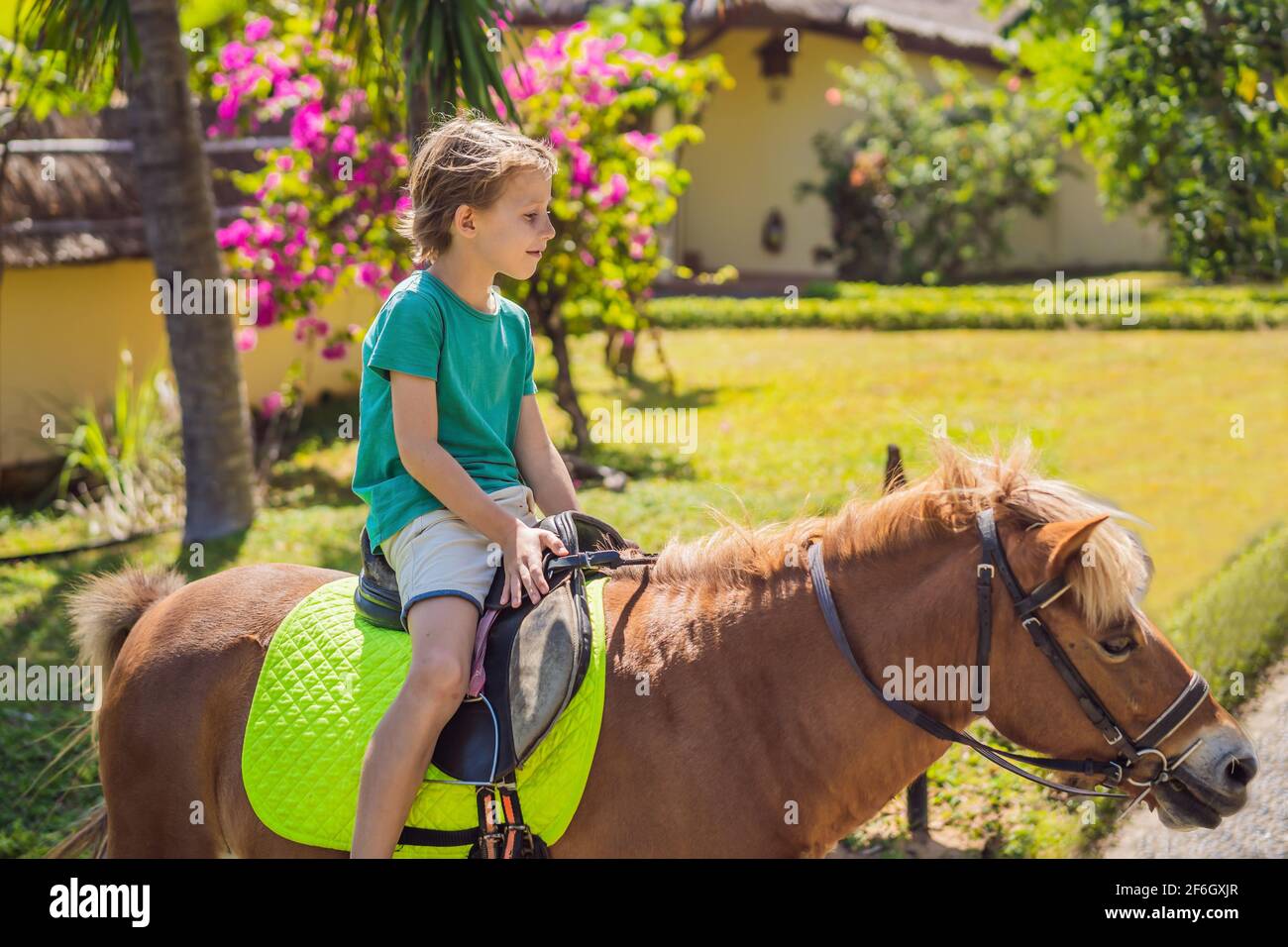 Male shetland pony hi-res stock photography and images - Alamy