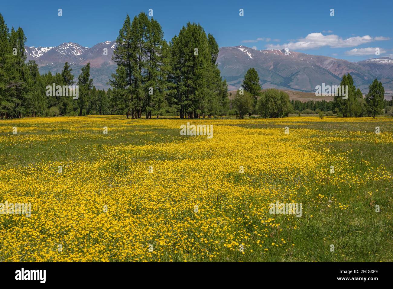 Buttercups backdrop hi-res stock photography and images - Alamy
