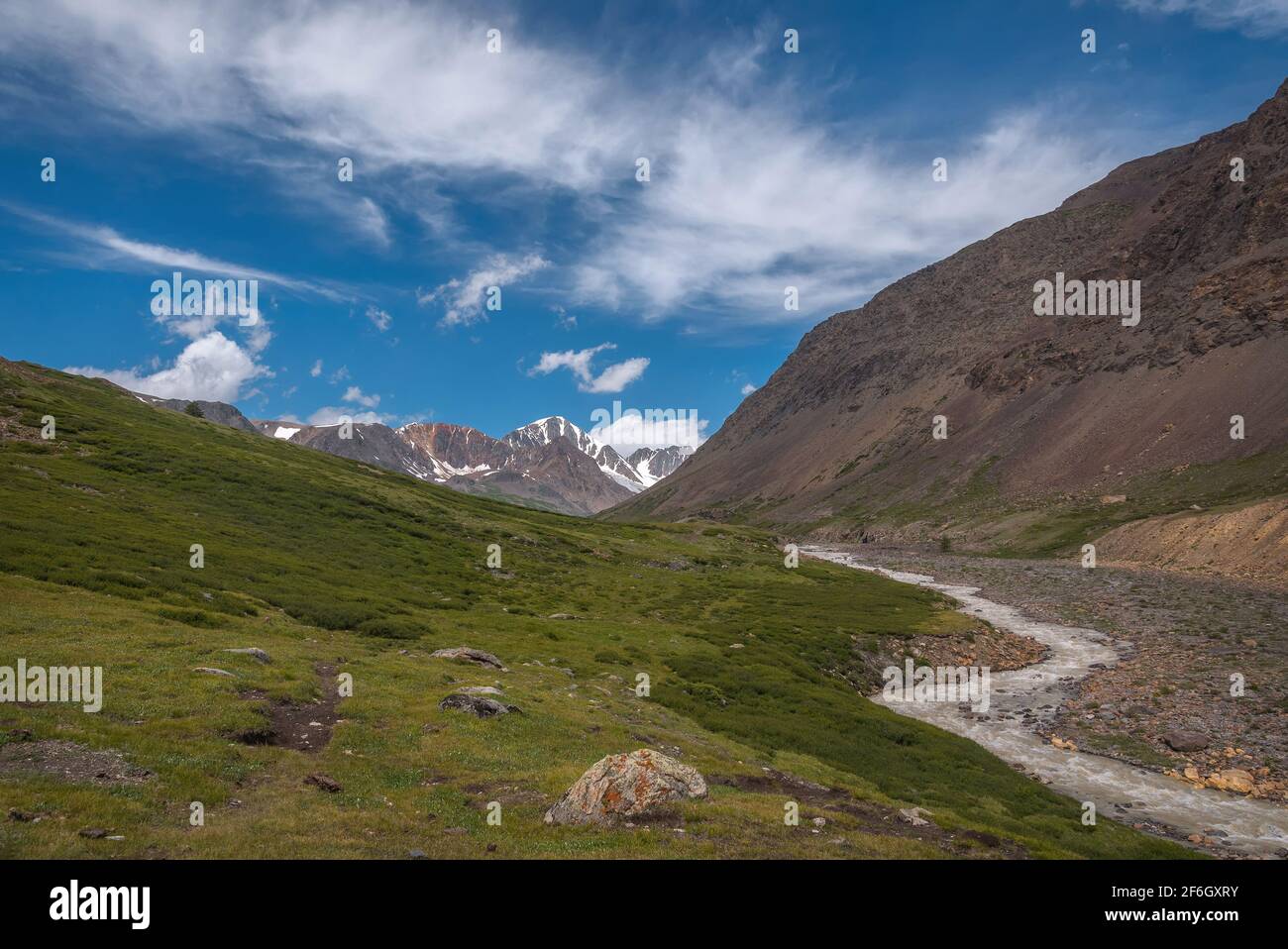 Dwarf birch tree hi-res stock photography and images - Alamy