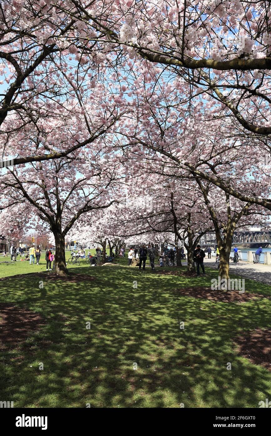 Editorial Image: Portland, Oregon - 31 March 2021: Cherry blossoms on ...