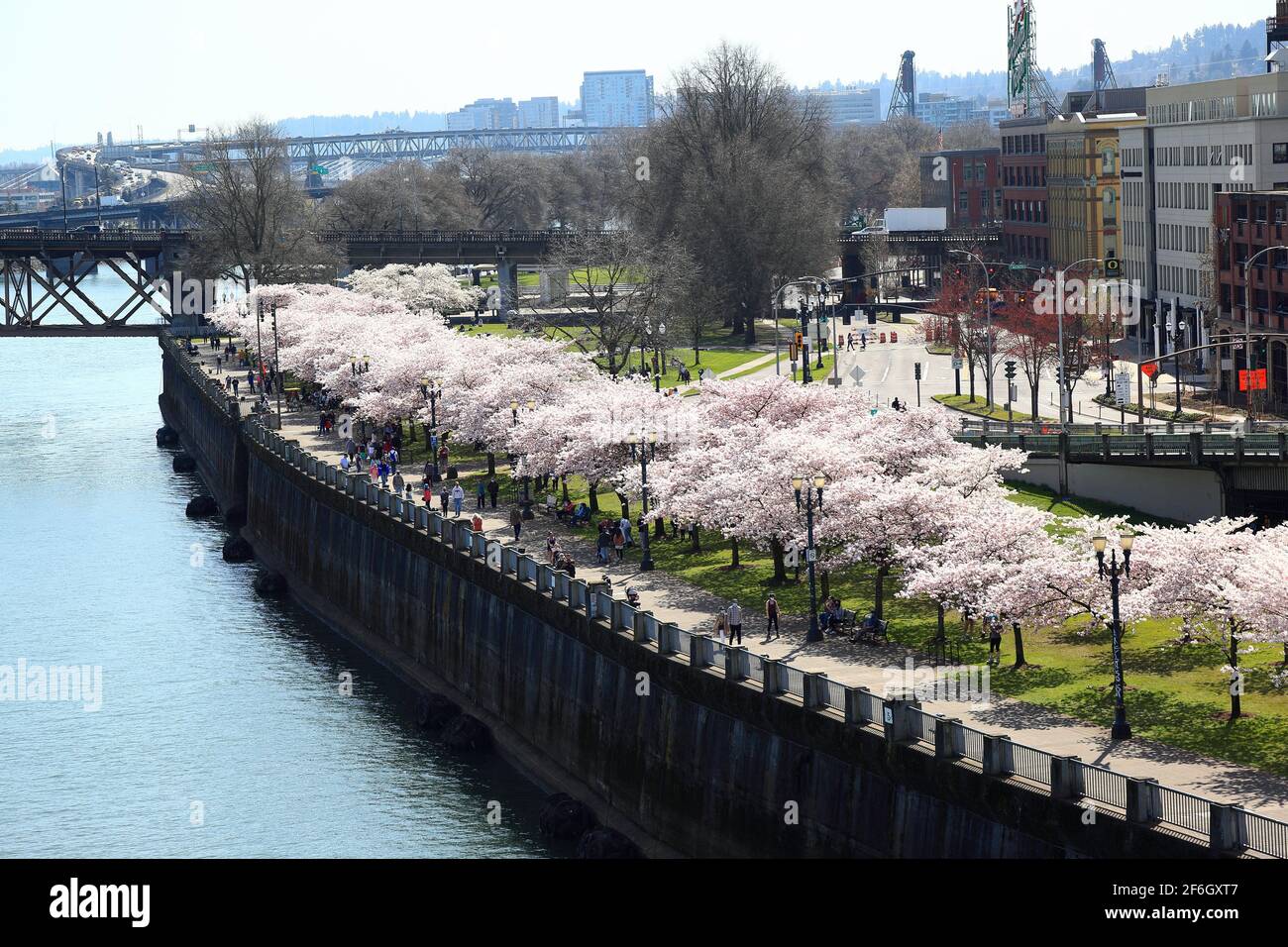 Editorial Image: Portland, Oregon - 31 March 2021: Cherry blossoms on ...