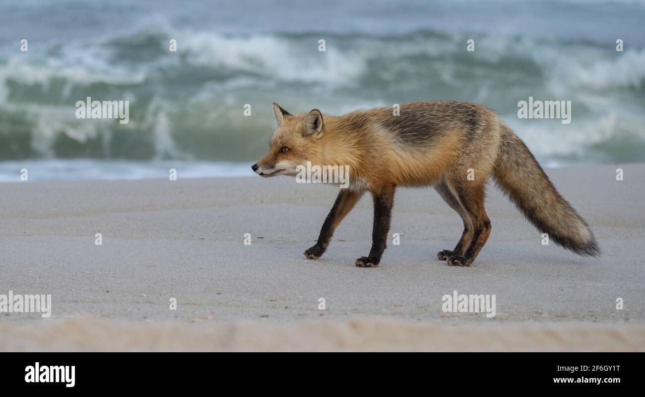 A red fox in New Jersey Stock Photo - Alamy