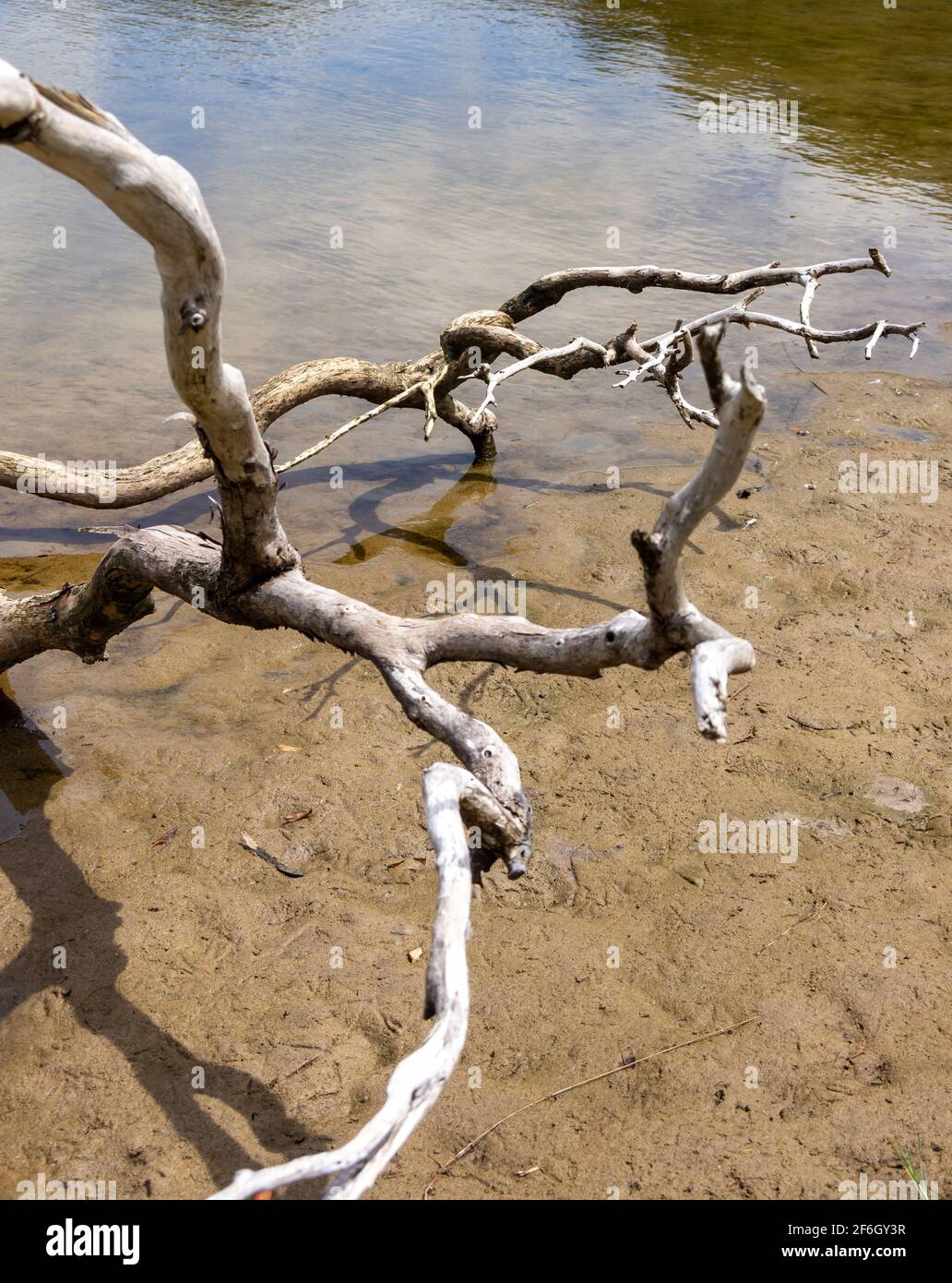 Old branch on beach hi-res stock photography and images - Alamy