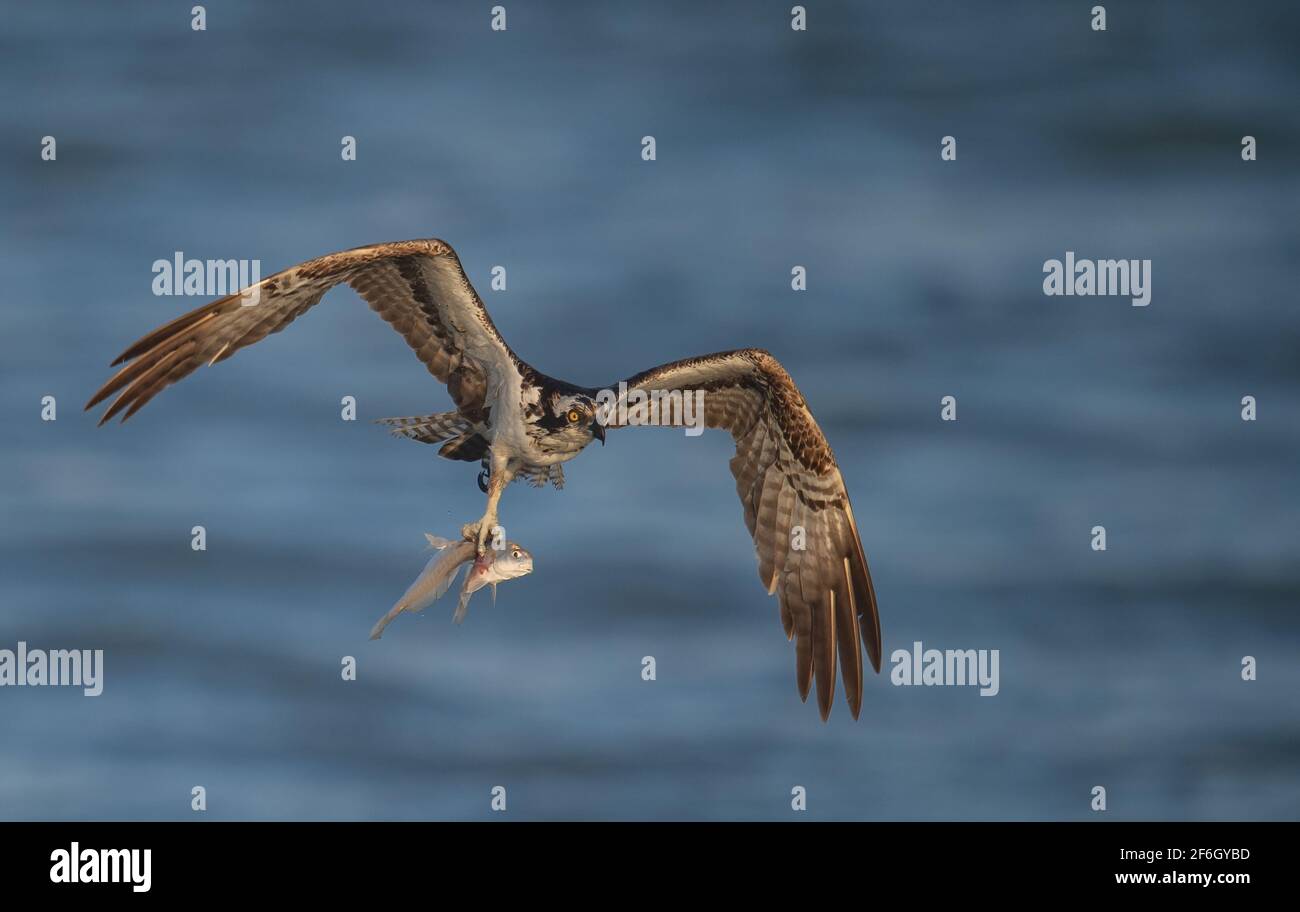 An osprey in Florida Stock Photo - Alamy