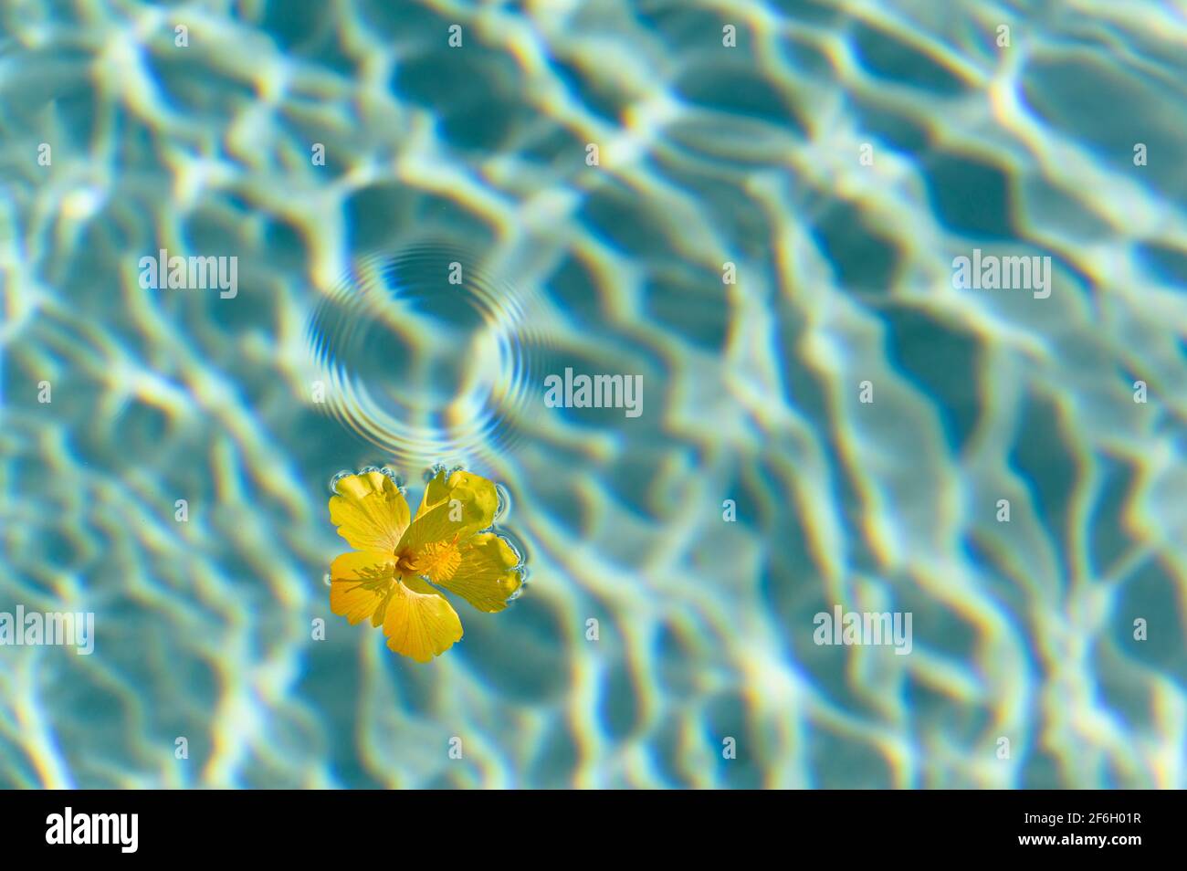 Yellow flower floating on water surface Stock Photo - Alamy