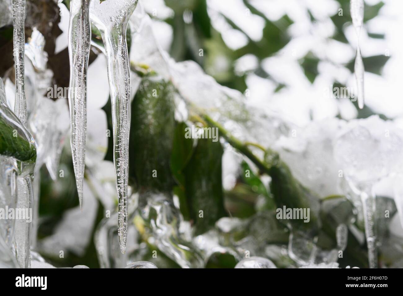 Icicles on frozen bush hi-res stock photography and images - Alamy