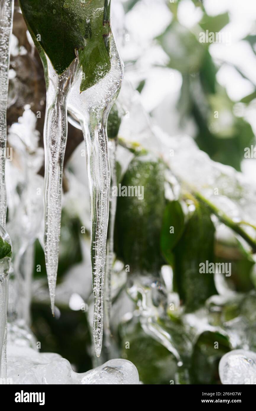Icicles on frozen bush hi-res stock photography and images - Alamy