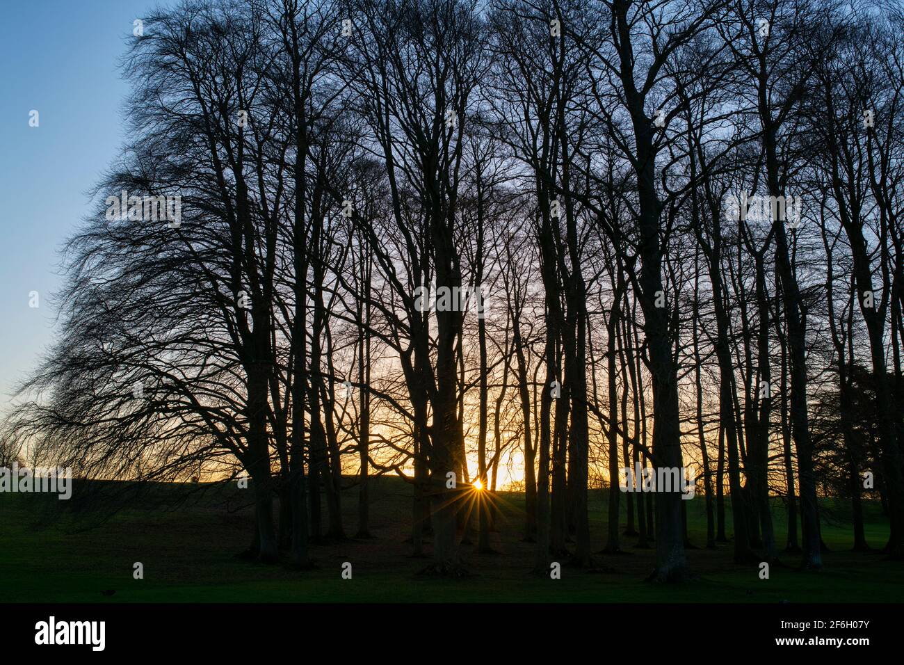 Silhouette copper beech trees in early spring at sunrise. Blenheim ...