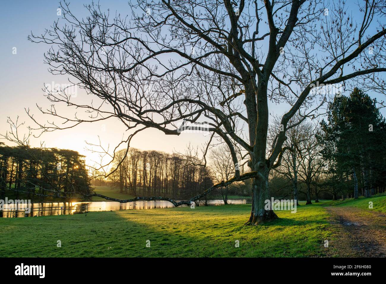 Early morning sunlight just after sunrise across Blenheim park in march ...