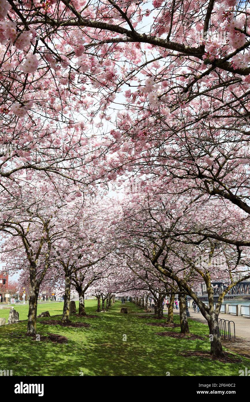 Cherry trees blossoming springtime park High Resolution Stock ...