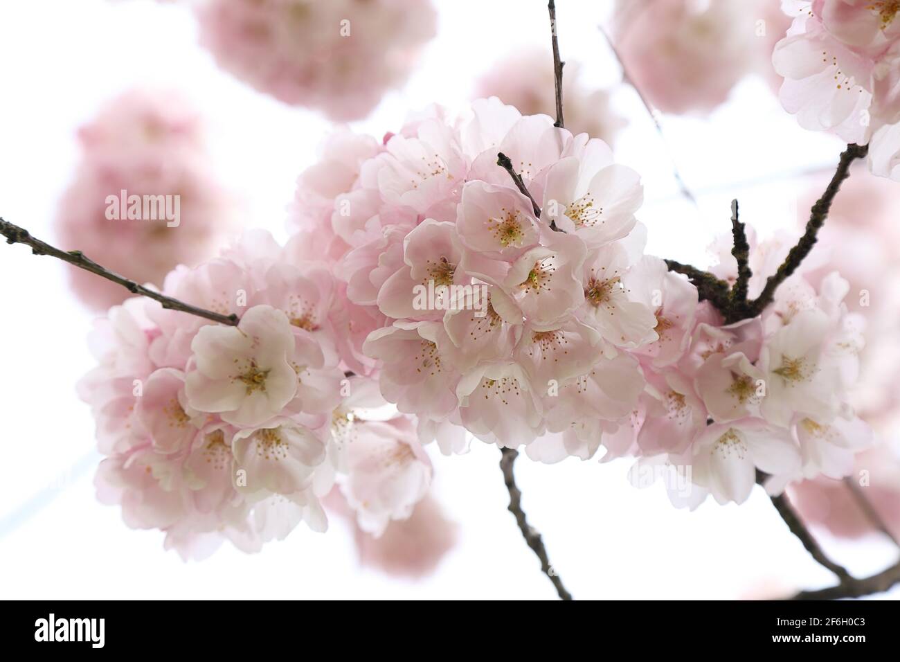 Close up cherry blossoming hi-res stock photography and images - Alamy