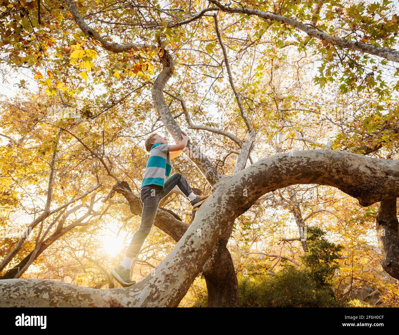 10 years boy climbing tree hi-res stock photography and images - Alamy