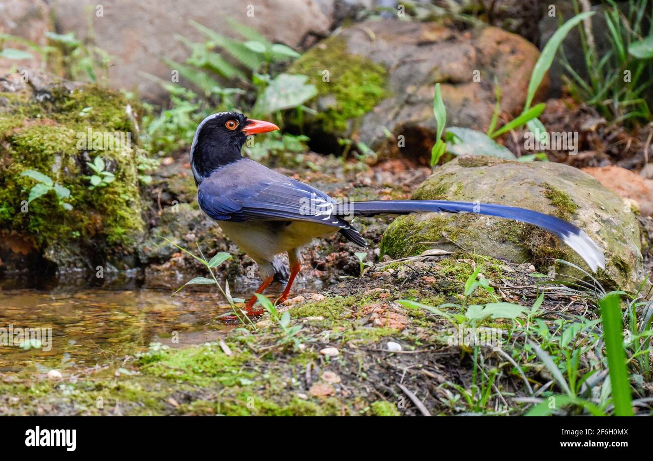 NANNING, CHINA - MARCH 31, 2021 - A Red-billed Blue Magpie hunts for ...