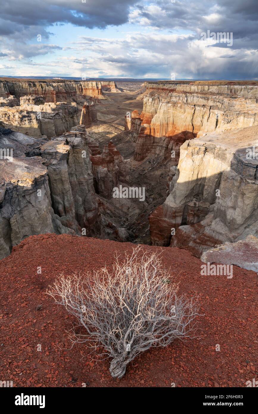 Tumbleweed desert hi-res stock photography and images - Alamy