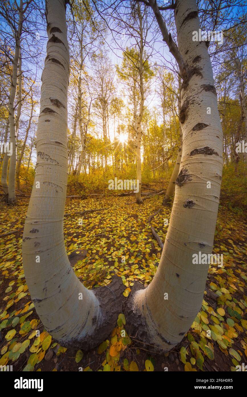 Aspen trees trunks hi-res stock photography and images - Alamy