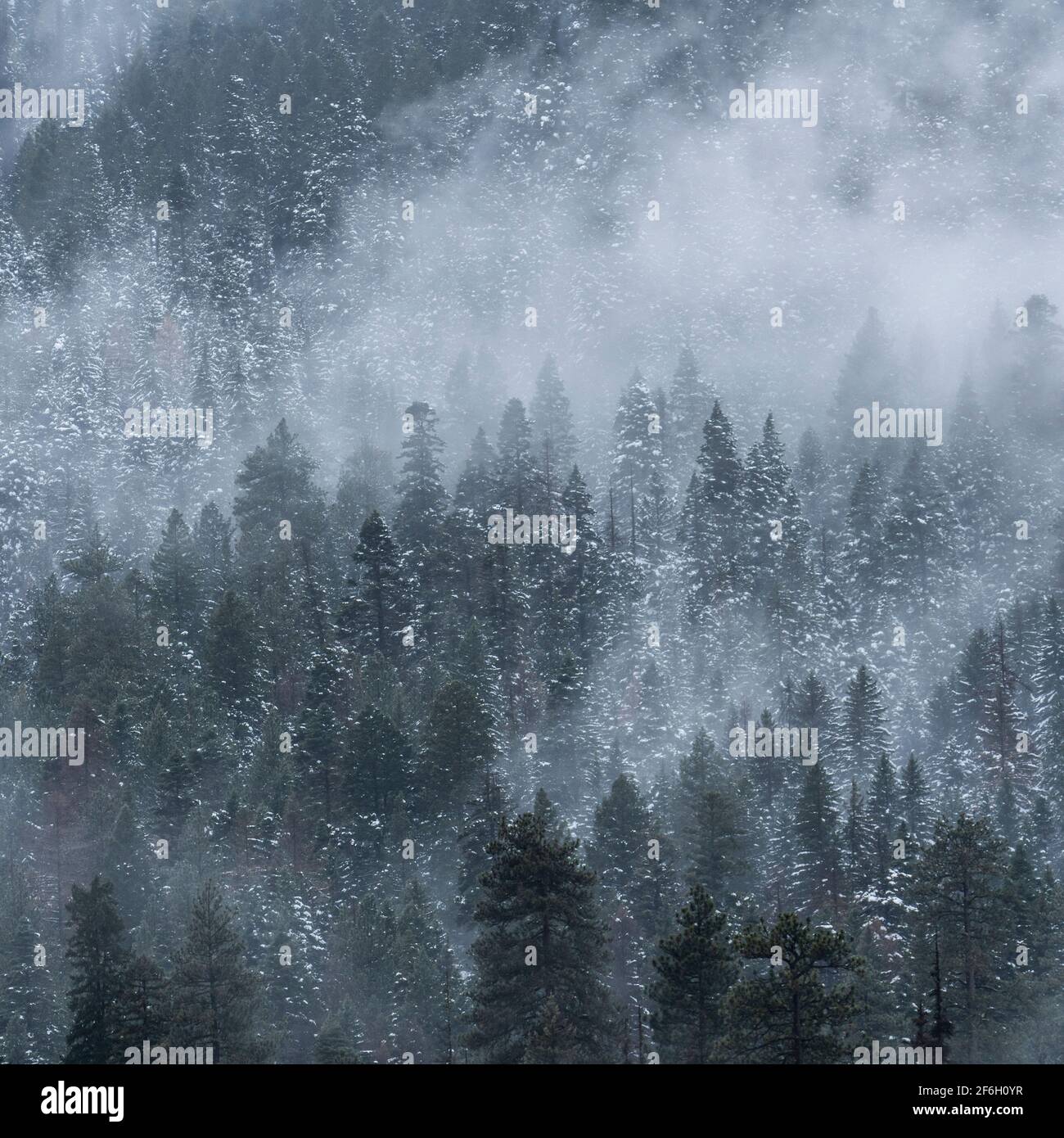 United States, Idaho, Cascade, Clouds and fog over forest in mountains ...
