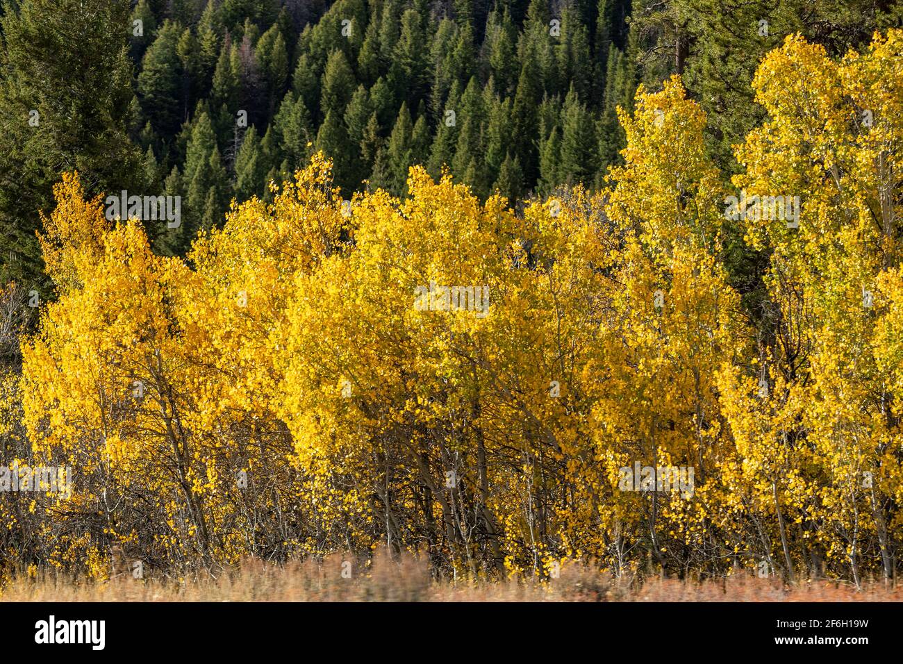 Yellow trees in forest hi-res stock photography and images - Alamy