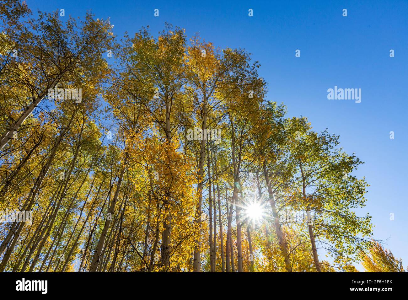 United States, Idaho, Sun Valley, Autumn trees with lens flare Stock ...