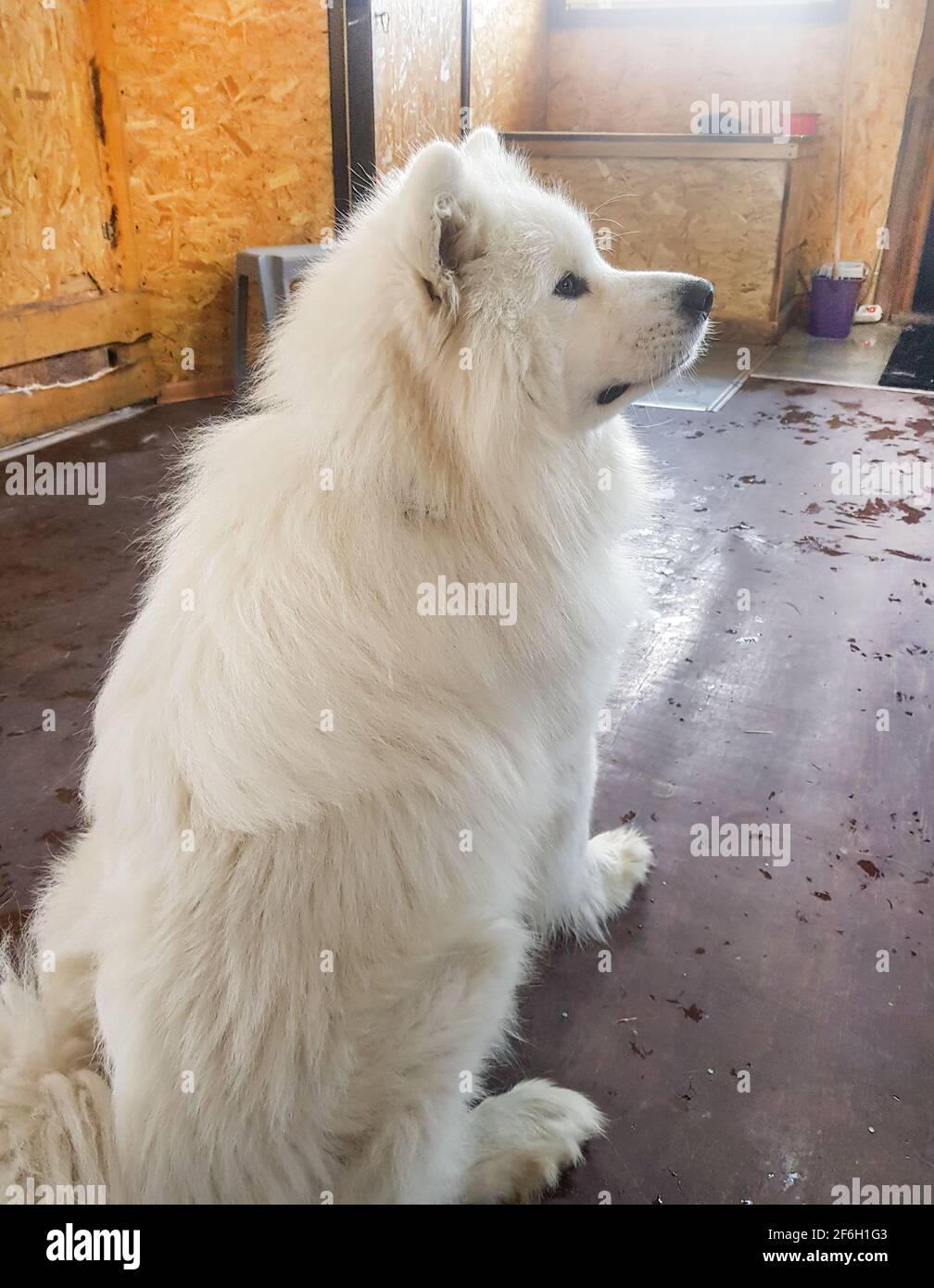 Cute white Samoyed dog poses sitting on the floor and looks away ...
