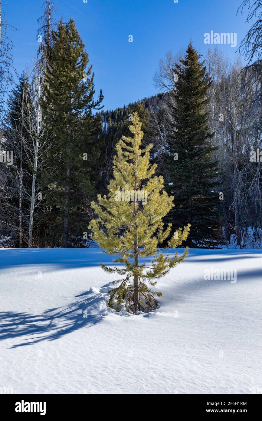 United States, Idaho, Sun Valley, Single pine tree in snow Stock Photo ...
