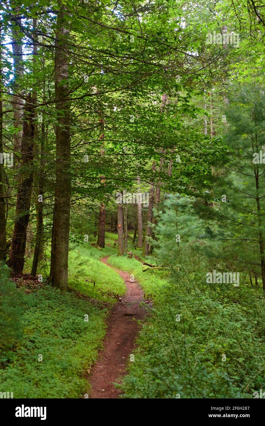 United States, Virginia, Path in green forest Stock Photo - Alamy