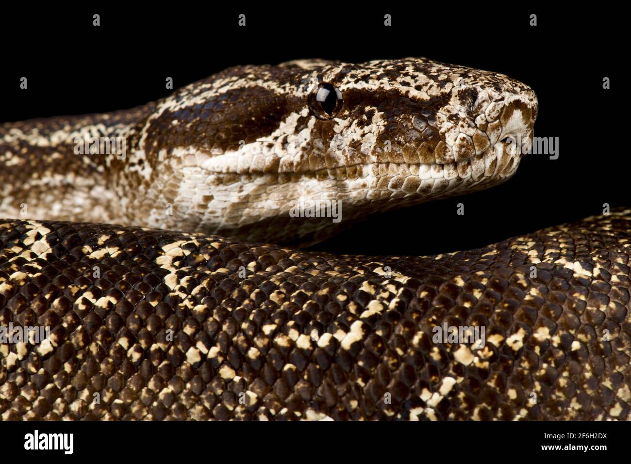 Argentine boa constrictor hi-res stock photography and images - Alamy