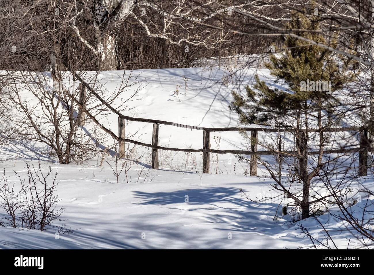 Lonely tree border forest hi-res stock photography and images - Alamy