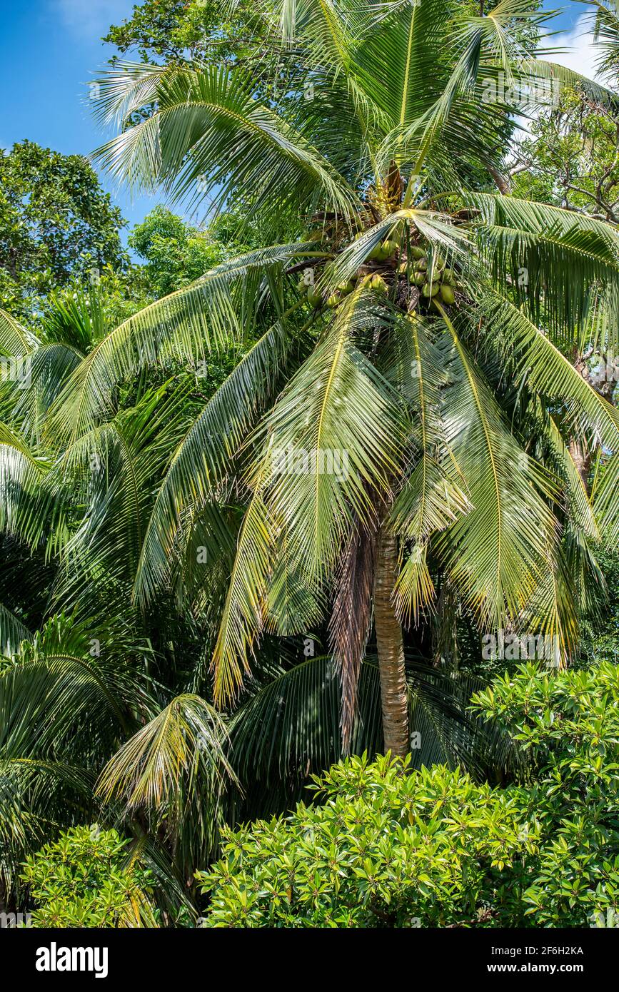 Coconut palm tree in the jungle on the Bentota Ganga River in the ...