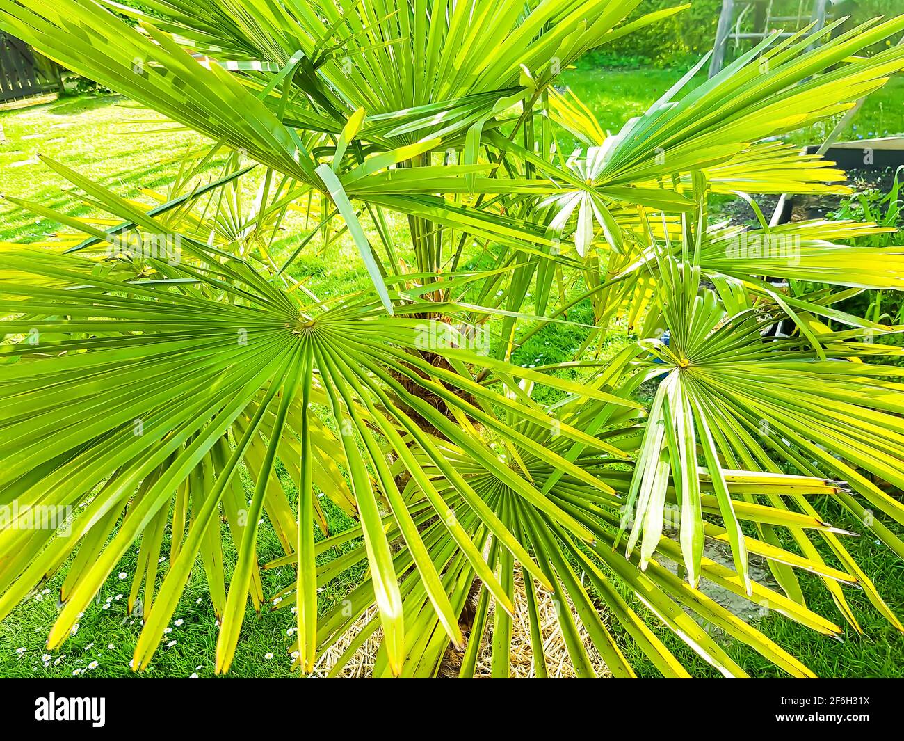 Palm tree fronds growth hi-res stock photography and images - Alamy