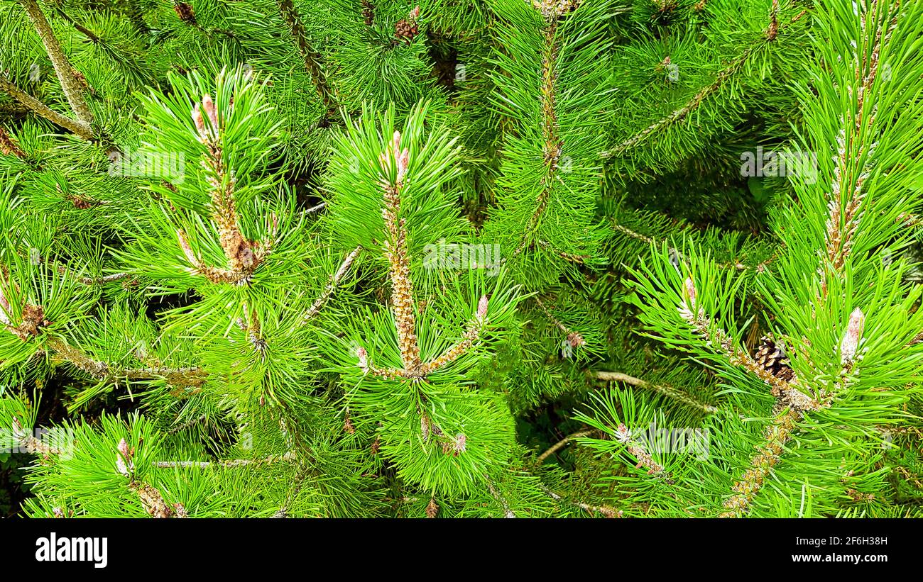 Background Backgrounds Template Layout Green Dense Pine Conifer ...