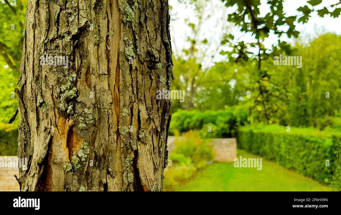 Lawn hedges hi-res stock photography and images - Alamy