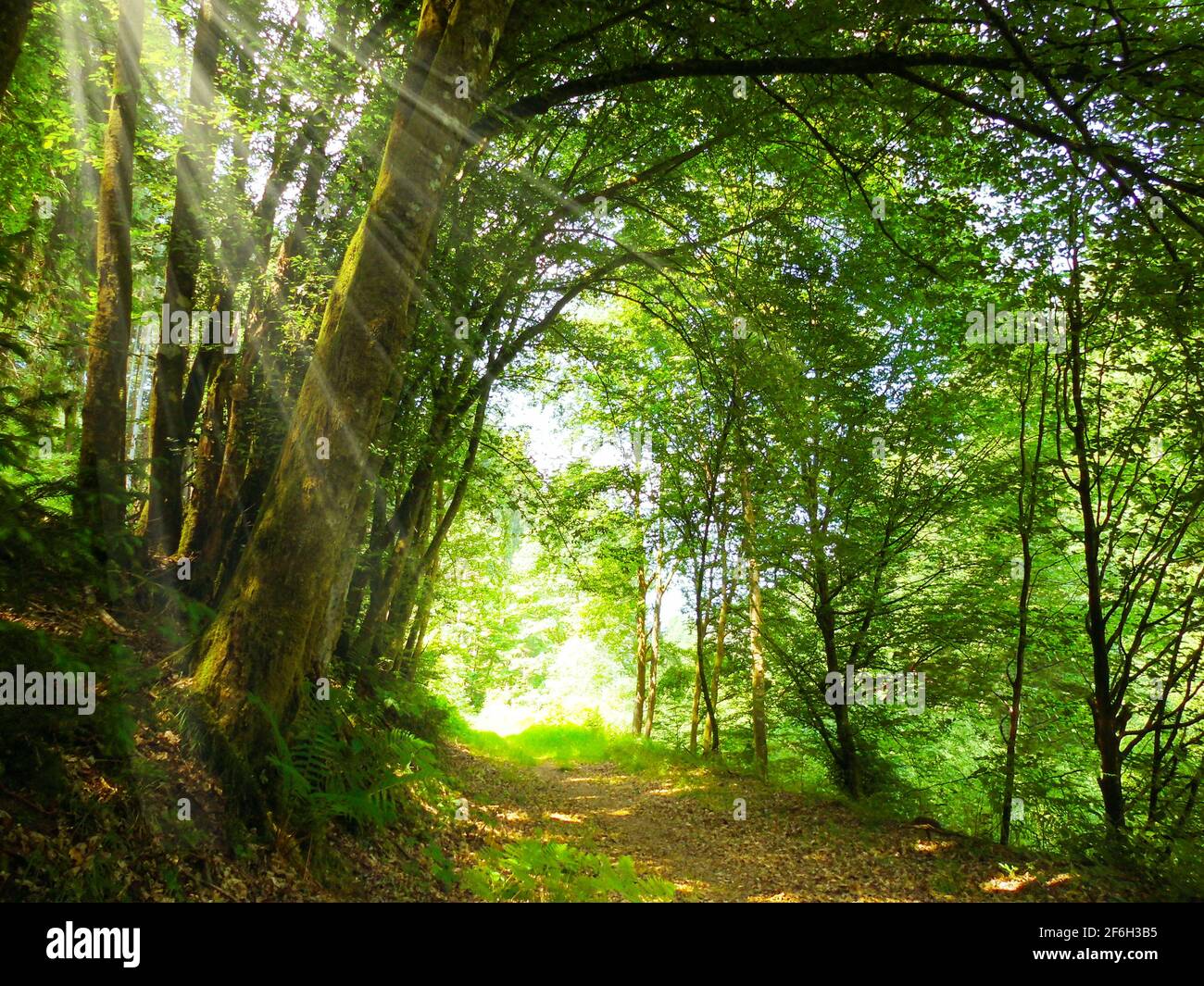 Forest path green jungle tunnel deciduous forest sunbeams shine in the ...