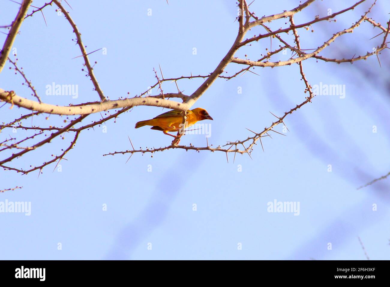 birds on tree branch Stock Photo - Alamy
