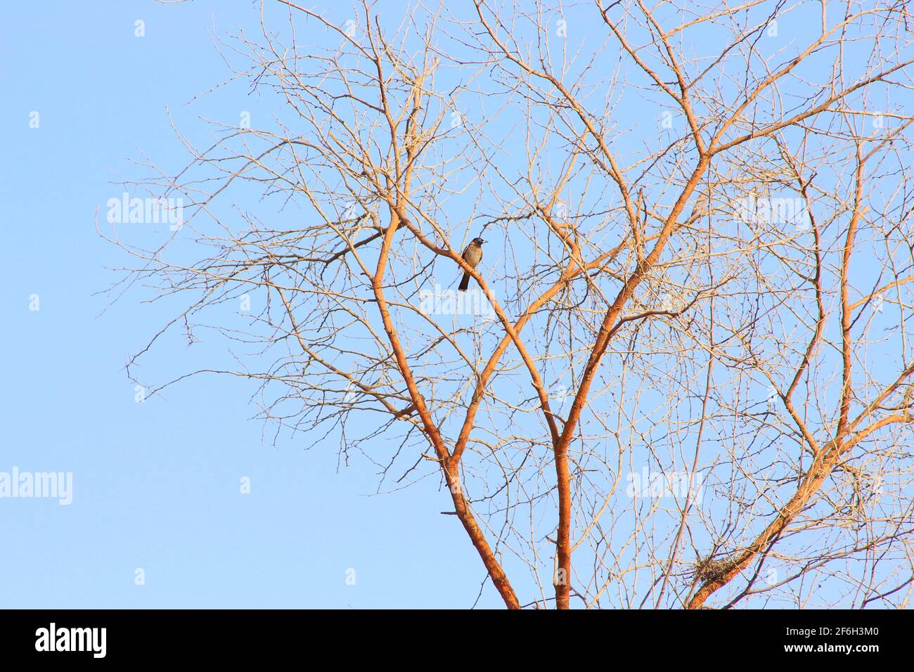 birds on tree branch Stock Photo - Alamy