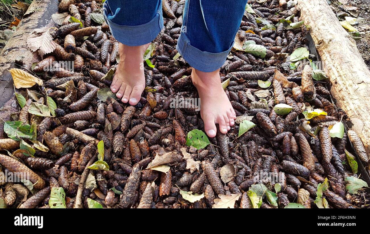 Barefoot Path Foot Feet Barefoot Path Pine Cone Outside Experience ...