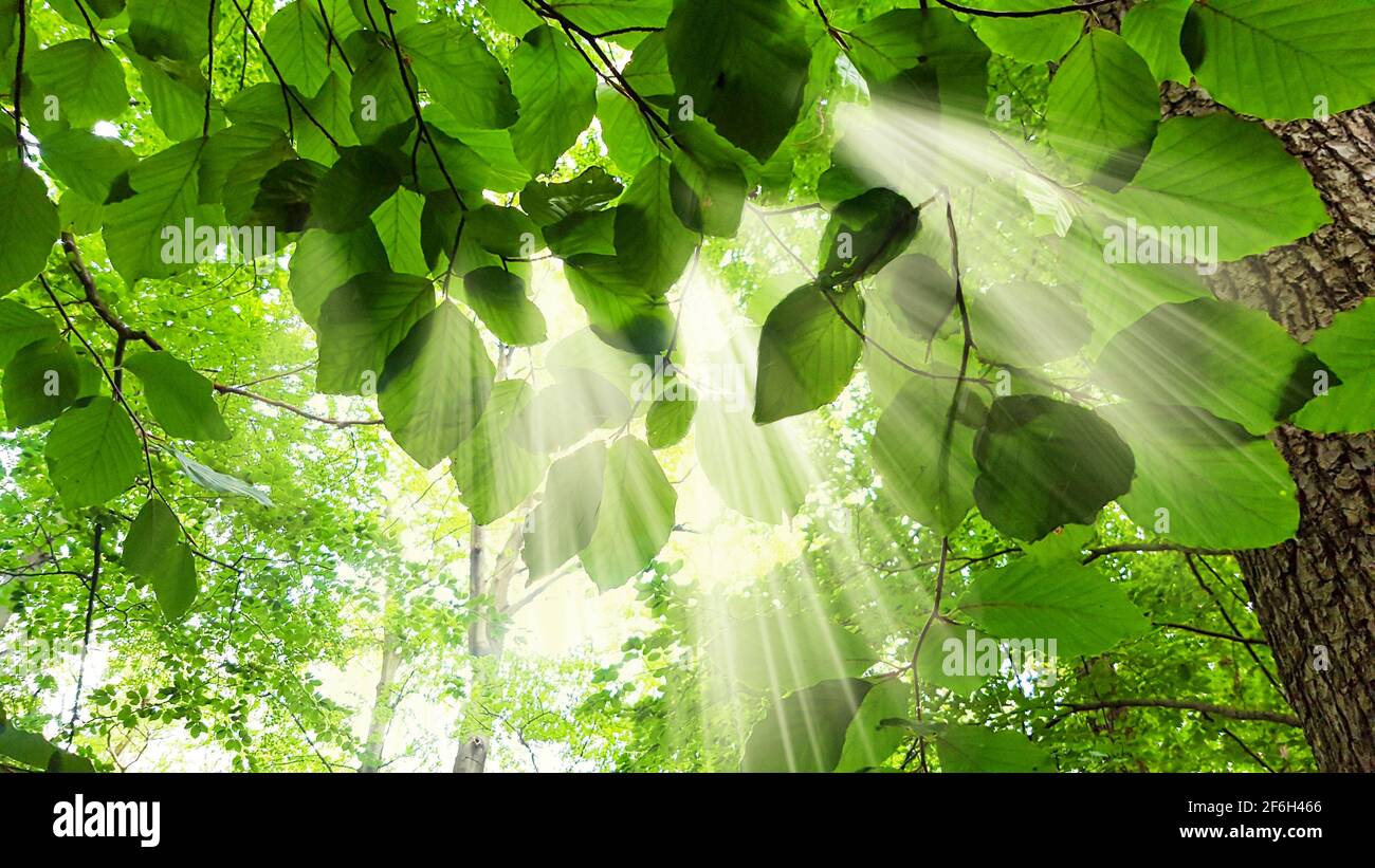 Forest mystic morning sunlight sun shine leaves green steam fog mist ...